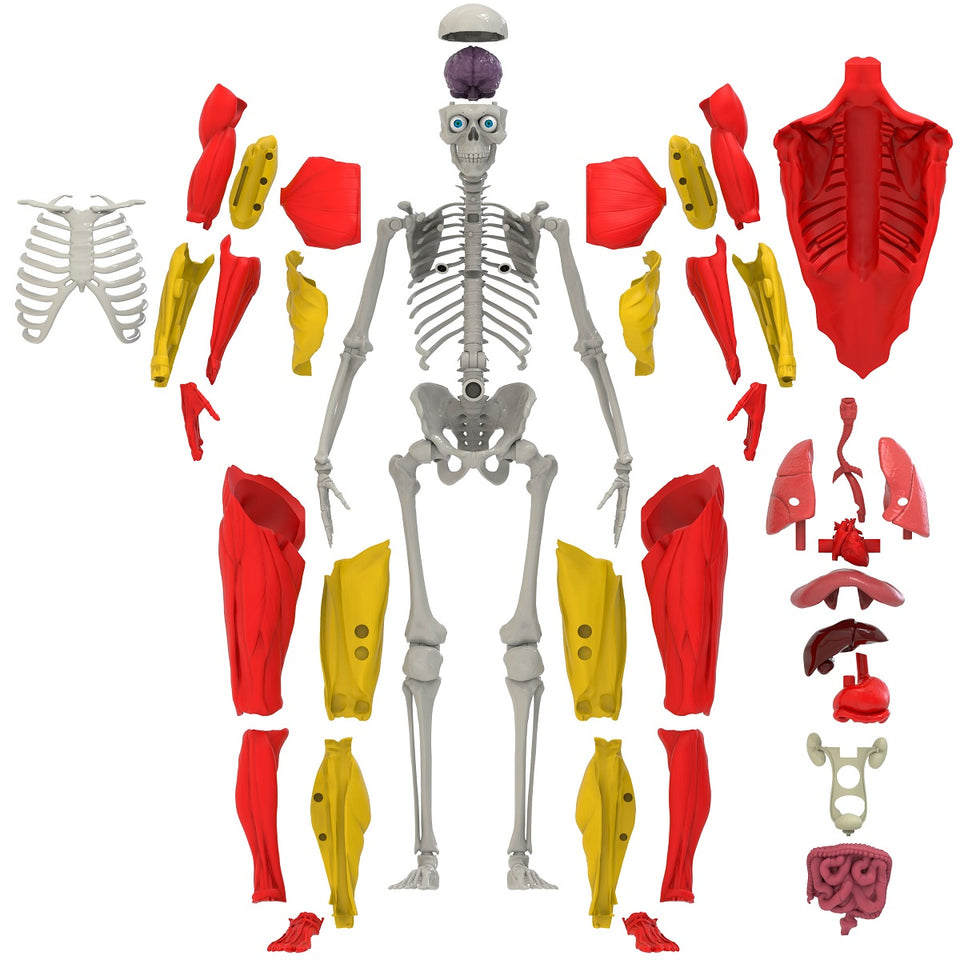 Interactive Human Body - 60 piece set